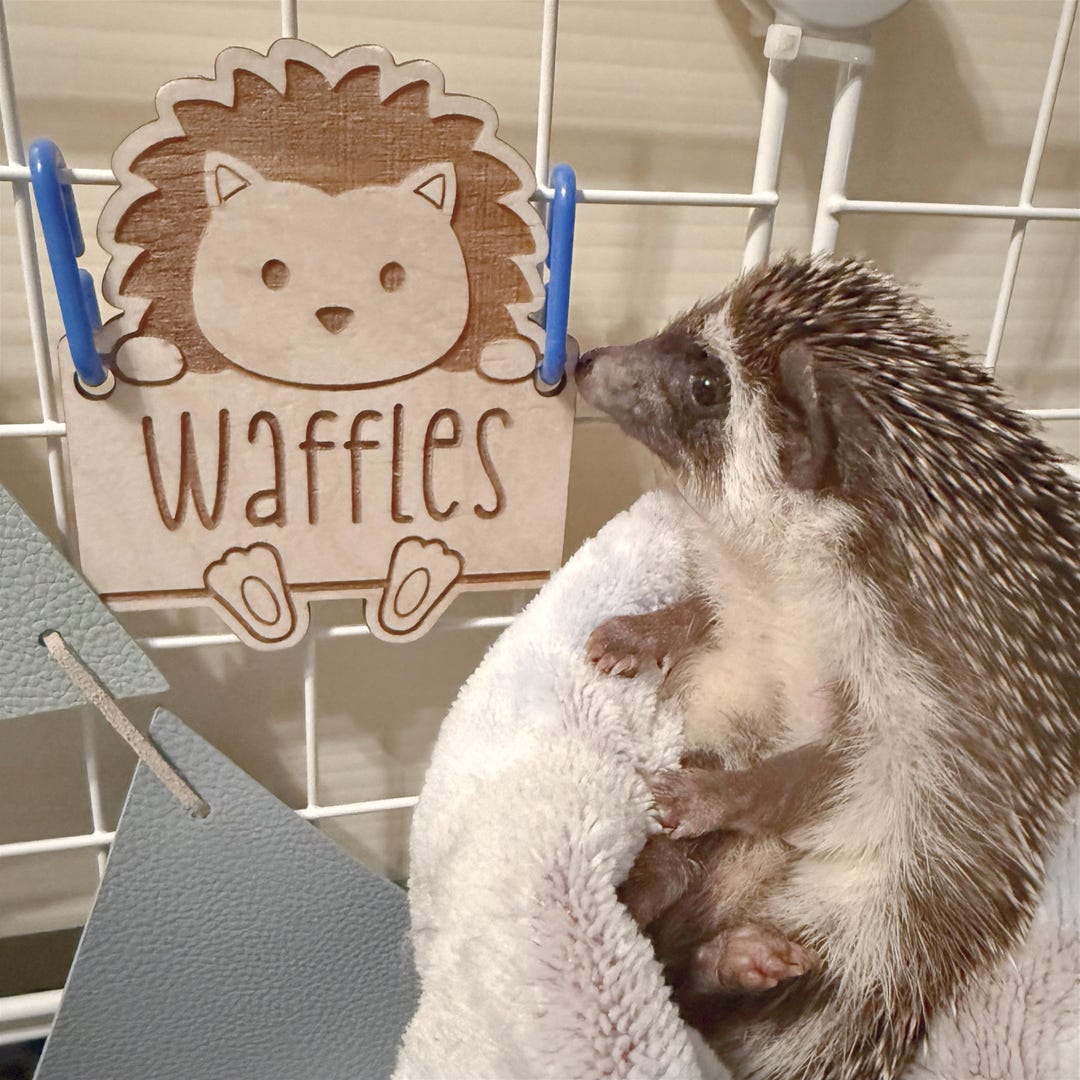 Custom Engraved Wood Hedgehog Cage Tag - Personalized Pet Name Sign ...