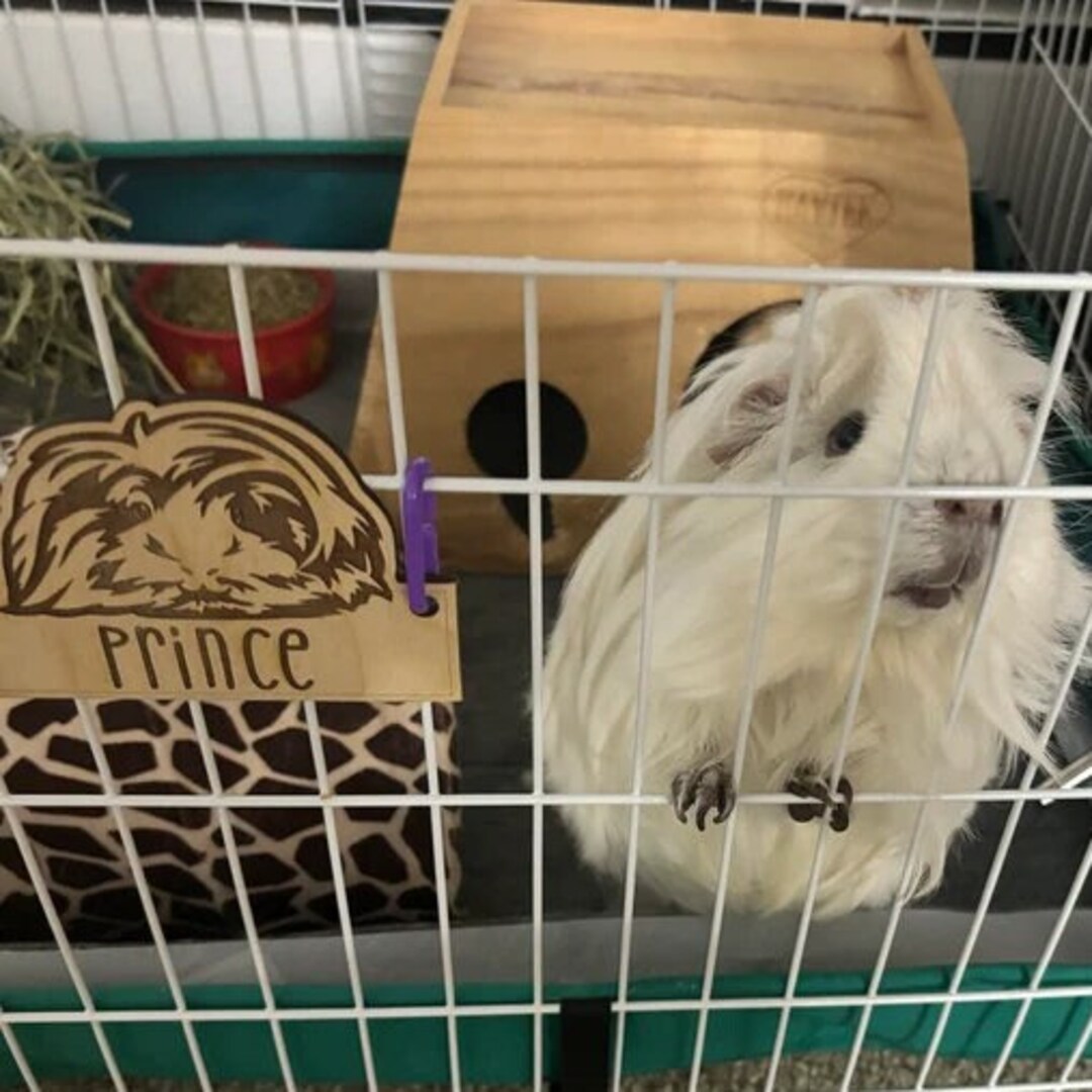 Long Hair Guinea Pig Cage Tag, Personalized, Custom, Engraved Wood, Pet ...