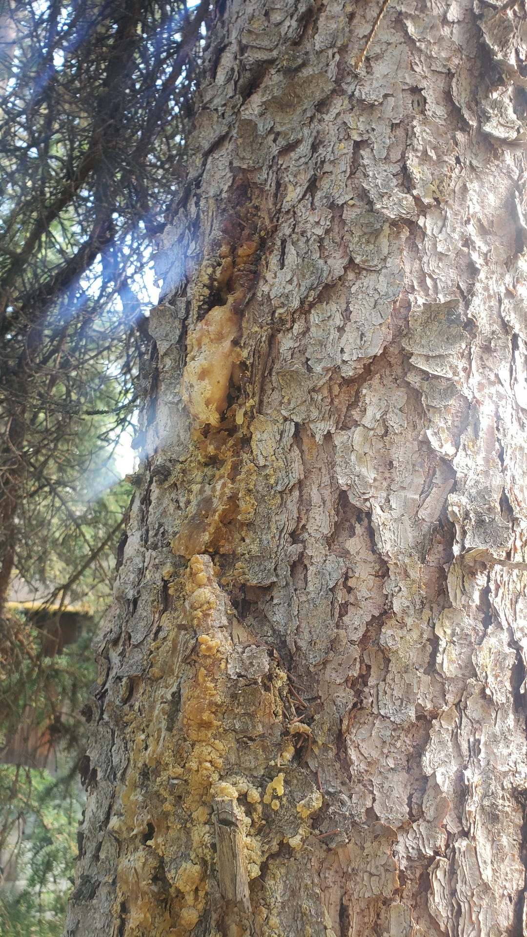 Alaskan Spruce Resin (raw)4.oz - Etsy