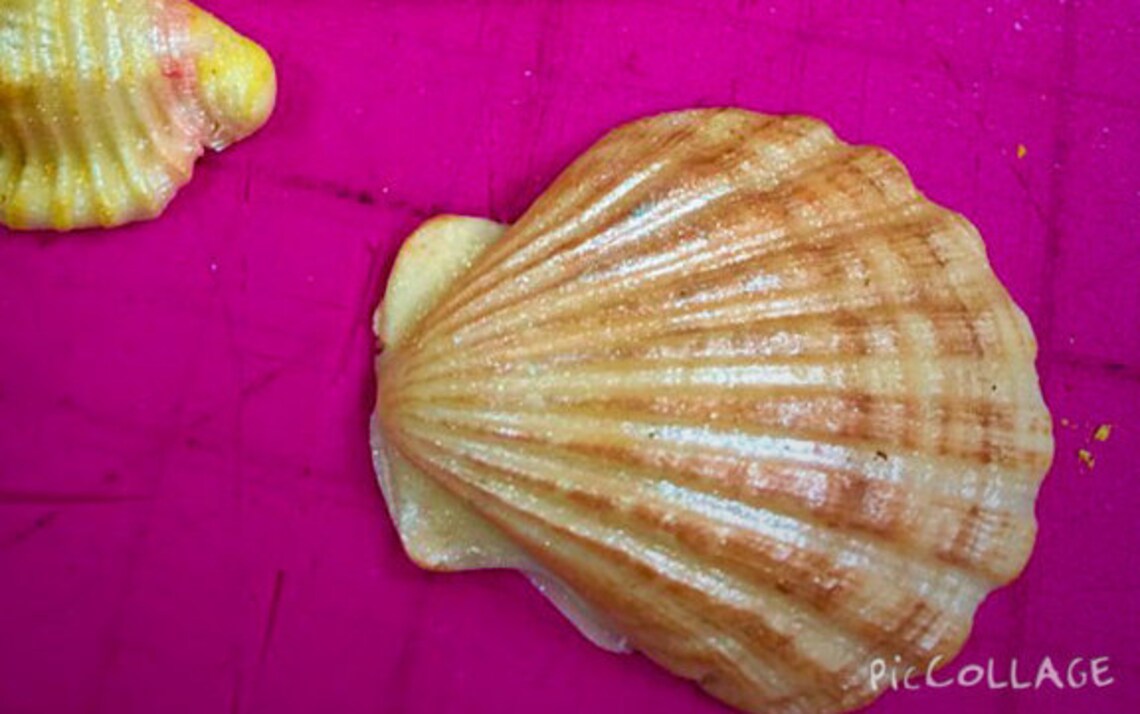Fondant Sea Shells and Large Wave Heart Cake Toppers Gumpaste - Etsy