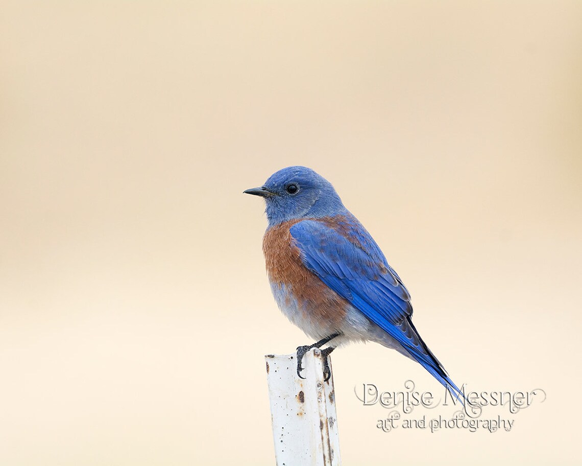 Male Western Bluebird Fence Post, Rustic Blue Bird Wall Art ...