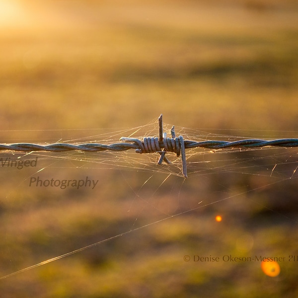 Barbed Wire Spider Web - Etsy