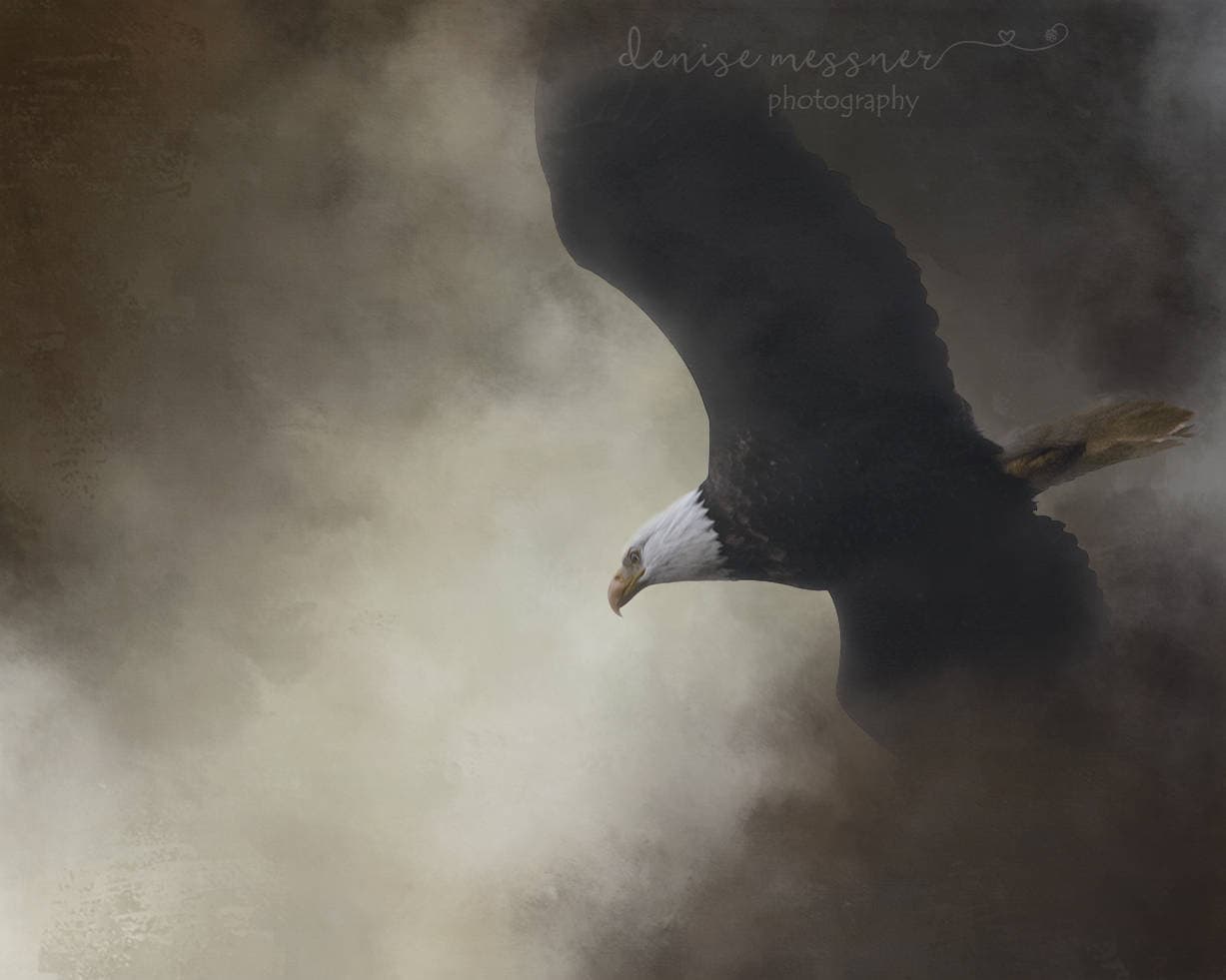 Bald Eagle Print, Fine Art Bird Photography, Eagle Art, Eagle Wall ...