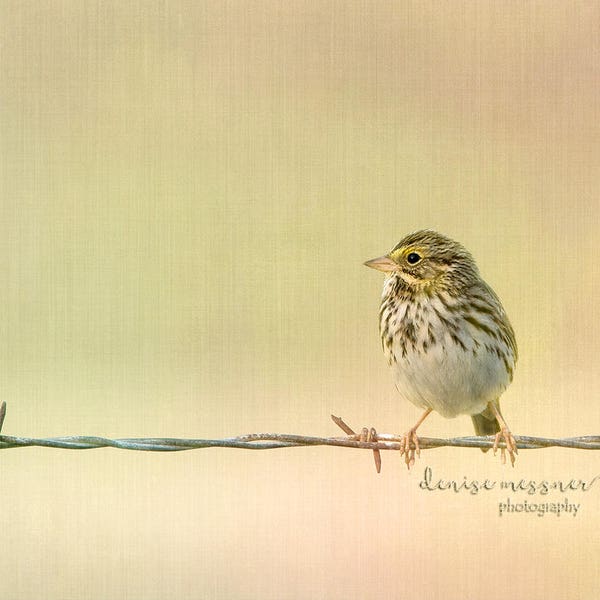 Birds on Barbed Wire - Etsy