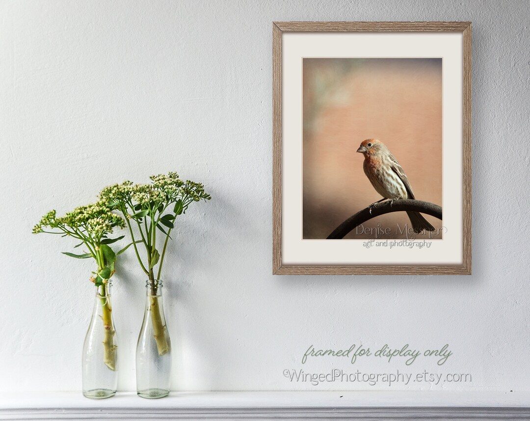Bird Photography Nature Photography Fine Art Bird Print Nature Décor ...