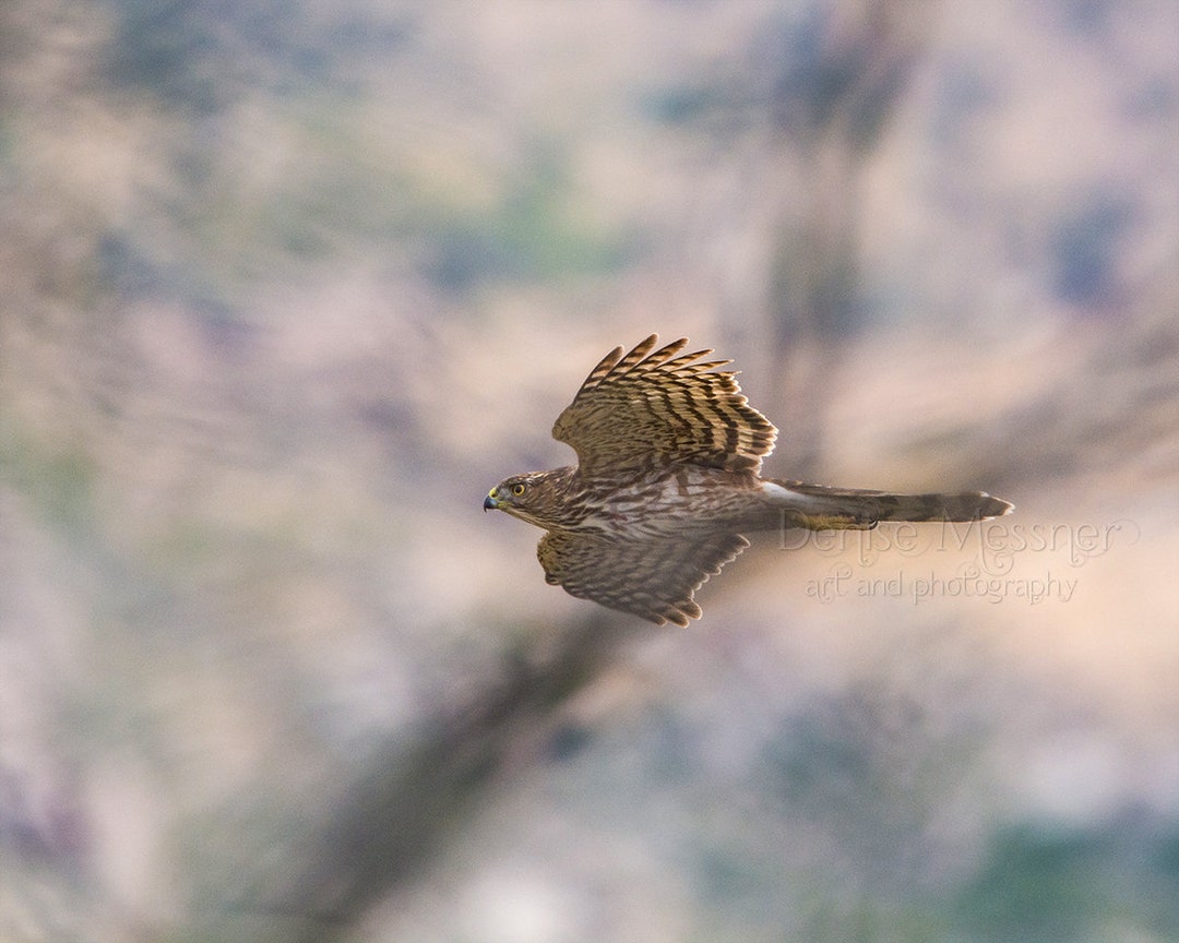 Coopers Hawk in Flight-bird Art Print-bird Photography Print-home Décor ...