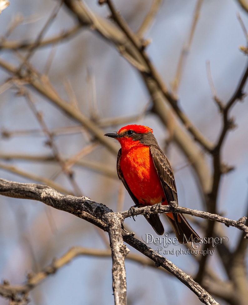 Vermilion Flycatcher Photos-fine Art Bird Photography-bird Art - Etsy