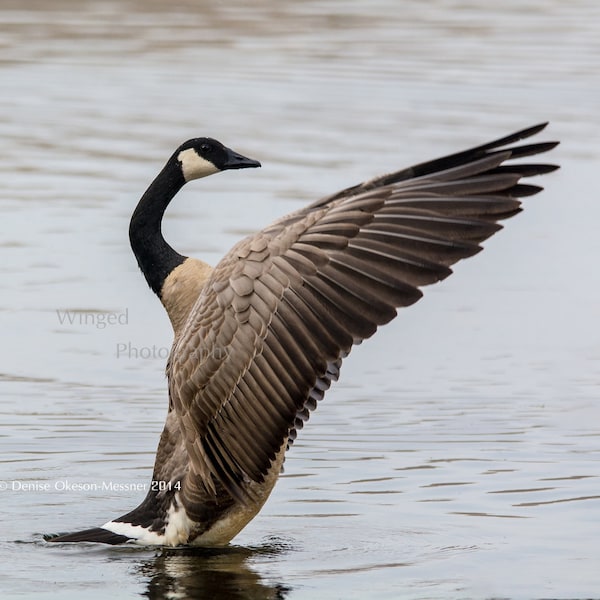 Canada Geese Print - Etsy