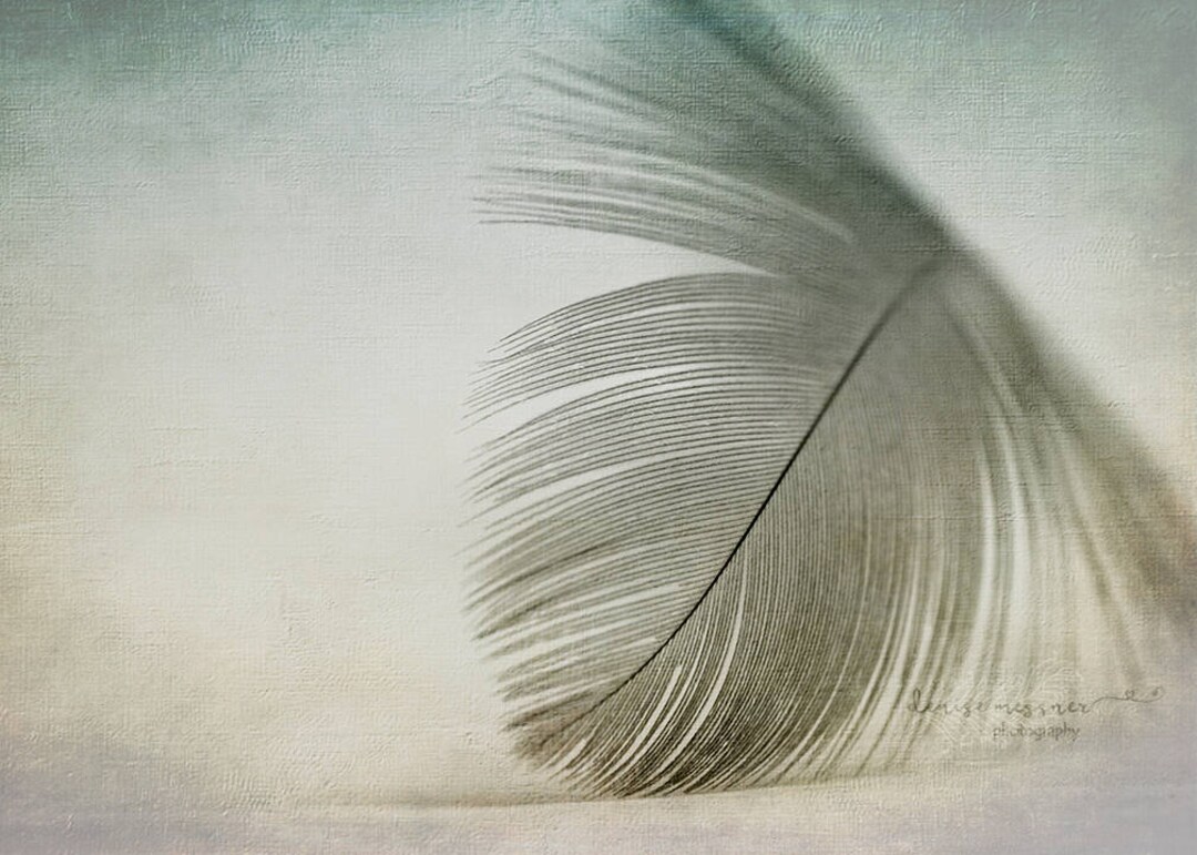 Feather Still Life Photography, Neutral and Teal Feather Wall Decor ...