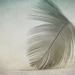 Feather Still Life Photography Neutral and Teal Feather Wall - Etsy