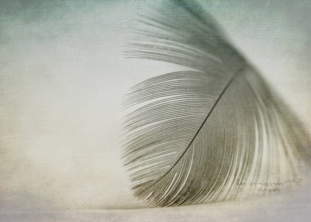 Feather Still Life Photography, Neutral and Teal Feather Wall Decor ...