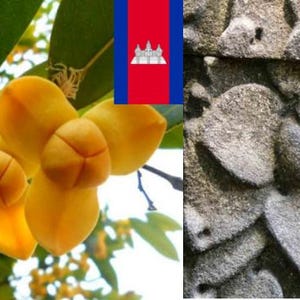 Rumduol Flowers Hair Pin, Romduol, Romdule, Hair Stick, Lamduan Flowers ...