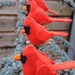 Red Cardinals - DIY Kit - Etsy
