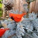 Red Cardinals - DIY Kit - Etsy