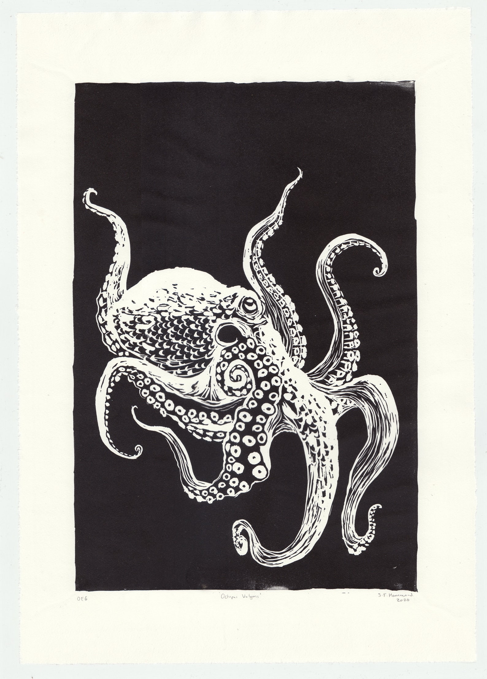 Common Octopus Linocut Print black & White - Etsy