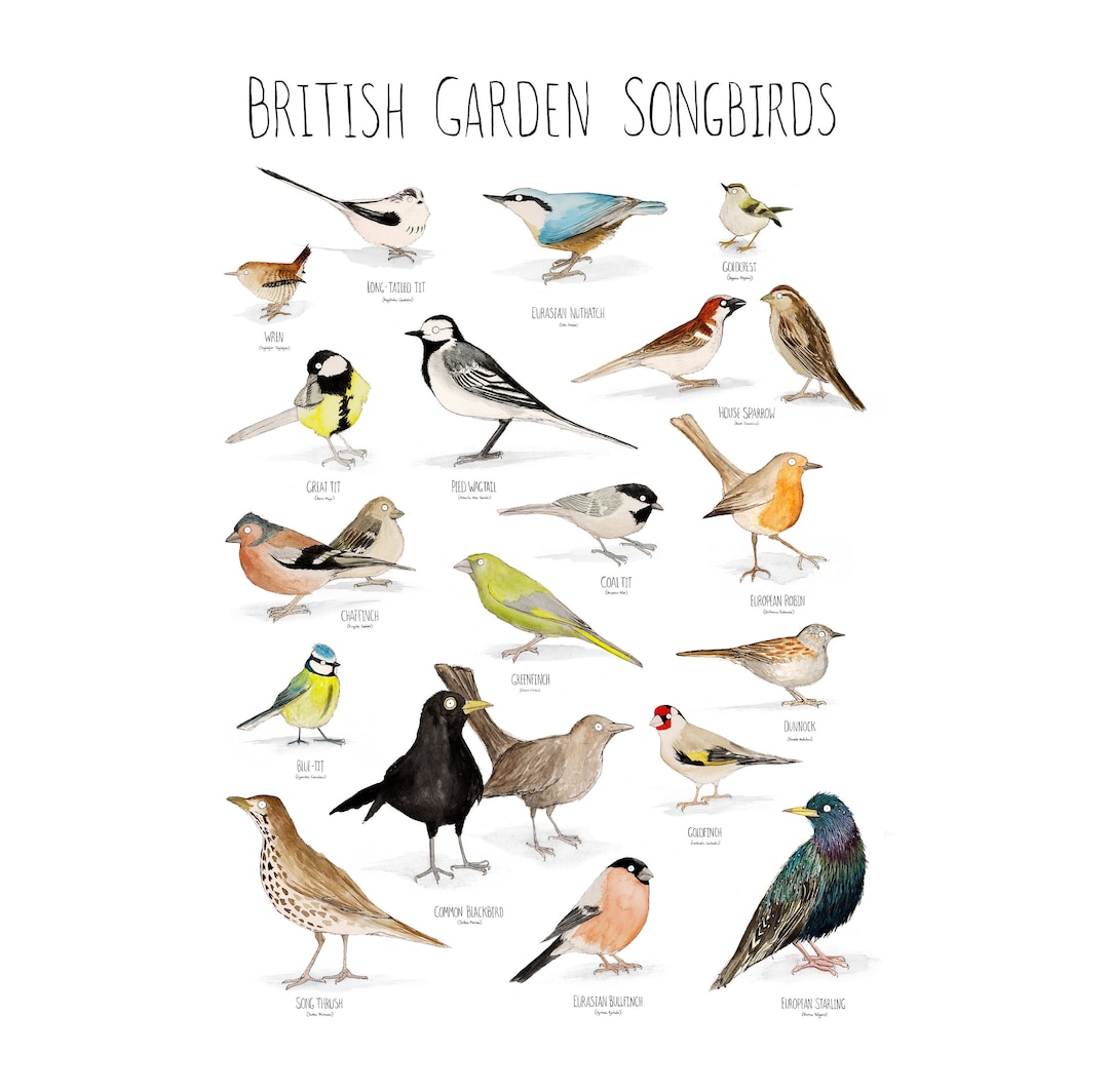 British Garden Songbirds HQ Fine Art Print of Original Watercolour, Pen ...