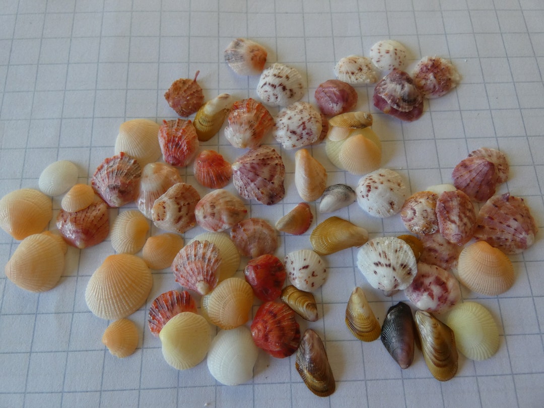 Colorful Hawaiian Seashells Beautiful Clam-scallop-oyster Varieties 70 ...