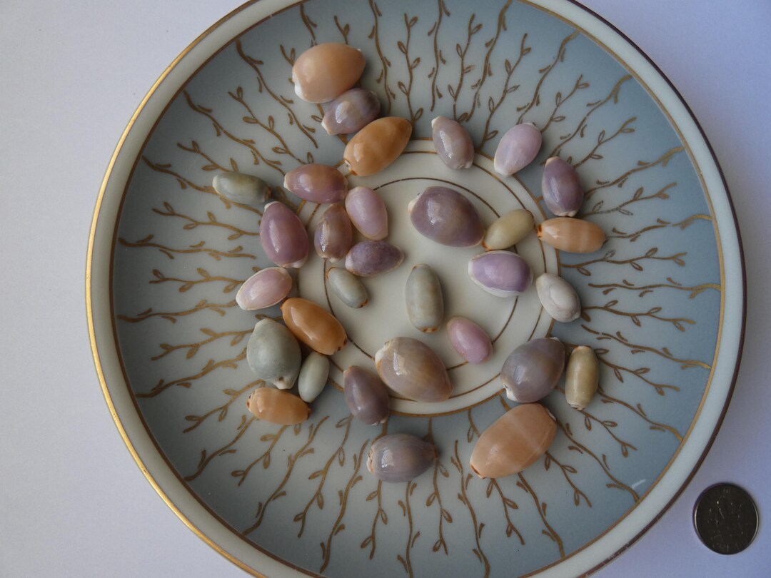 Rare Collection of Maui Hawaiian Cowrie Shells Gorgeous, Rare Finds ...