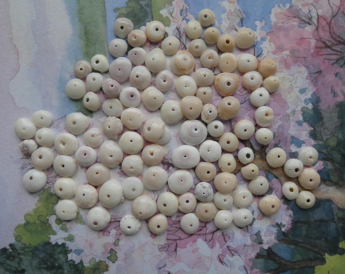 Maui Island Puka Shell Assortment Assorted Pale Pinks & Ivory-gold ...