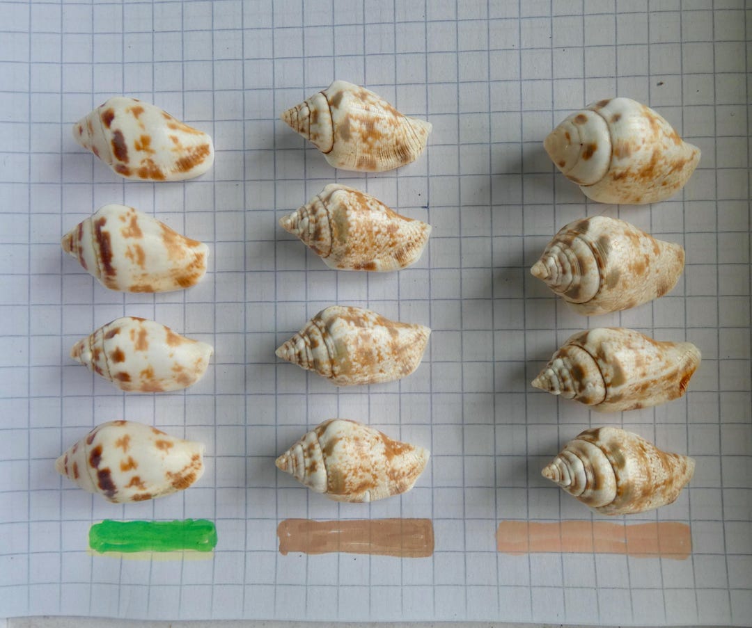 Maui Hawaiian Spotted Stromb Shells ~pristine Hand Collected Seashells ...