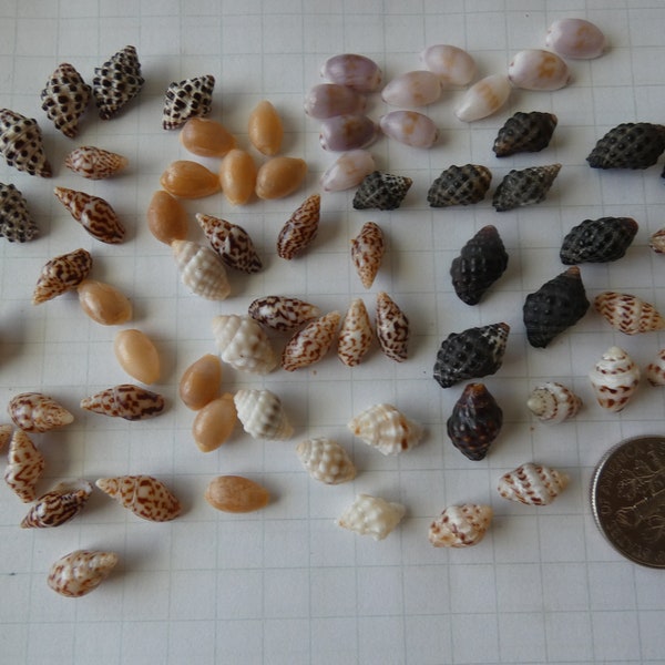 Maui Seashells - Etsy