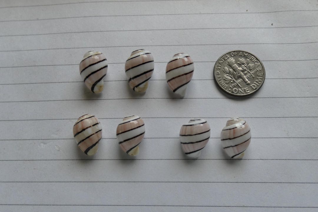 Hawaiian Swollen Bubble Shells of Maui Hydatania Amplustre Rare and ...