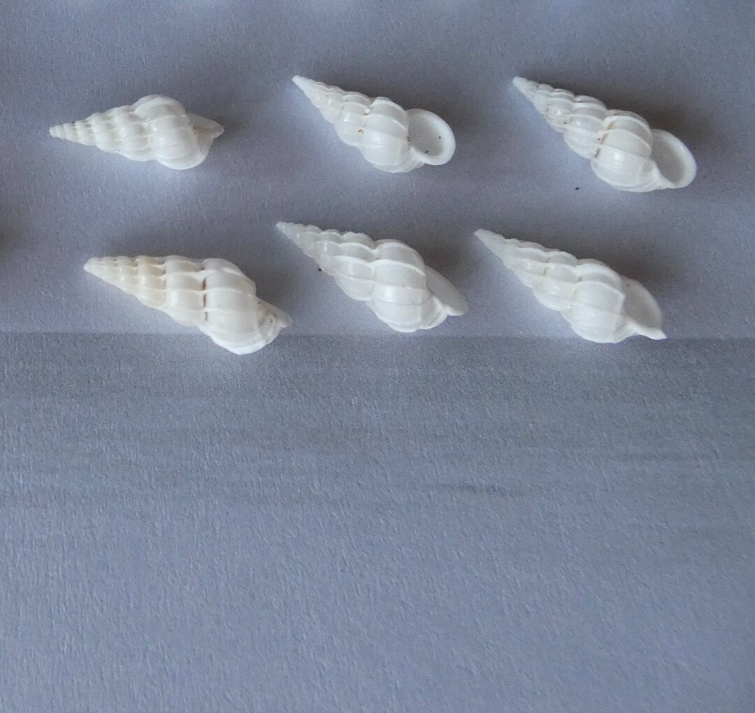 Hawaiian Wentletrap Shells Rare Hawaiian Endemic Set of 5 Sea Shells - Etsy