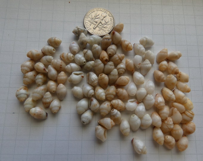 Grey-gold Hawaiian Momi Dove ~ Small Beach Shell Beads ~ 100 Dark ...
