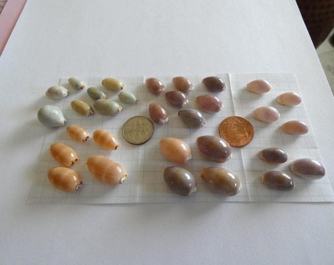 Rare Collection of Maui Hawaiian Cowrie Shells ~ Gorgeous, Rare Finds ...