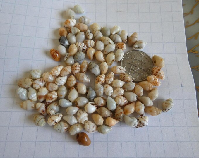 Rare Color Momi Shells ~ 100 Rare Shades ~ Small Shell Momi Beads of ...