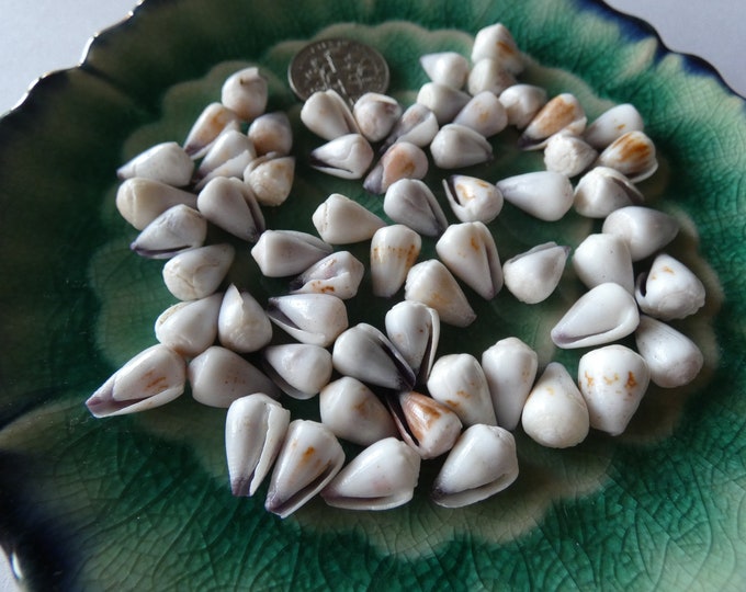 Hawaiian Striated Cone Shells MAUI Hand Collected 60 Small Shells 10 ...