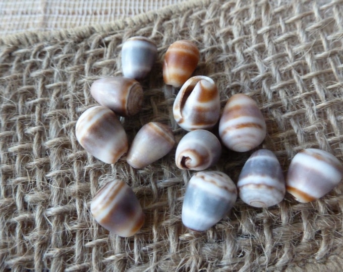 Maui Brown Banded Cone Shells Small Size Surf Tumbled Beach Finds 12 ...