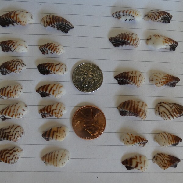 Turkey Wing Shells - Etsy