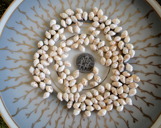 Maui Momi Dove Bead Shells ~ Golden Ivory With Faint Brown Markings ...