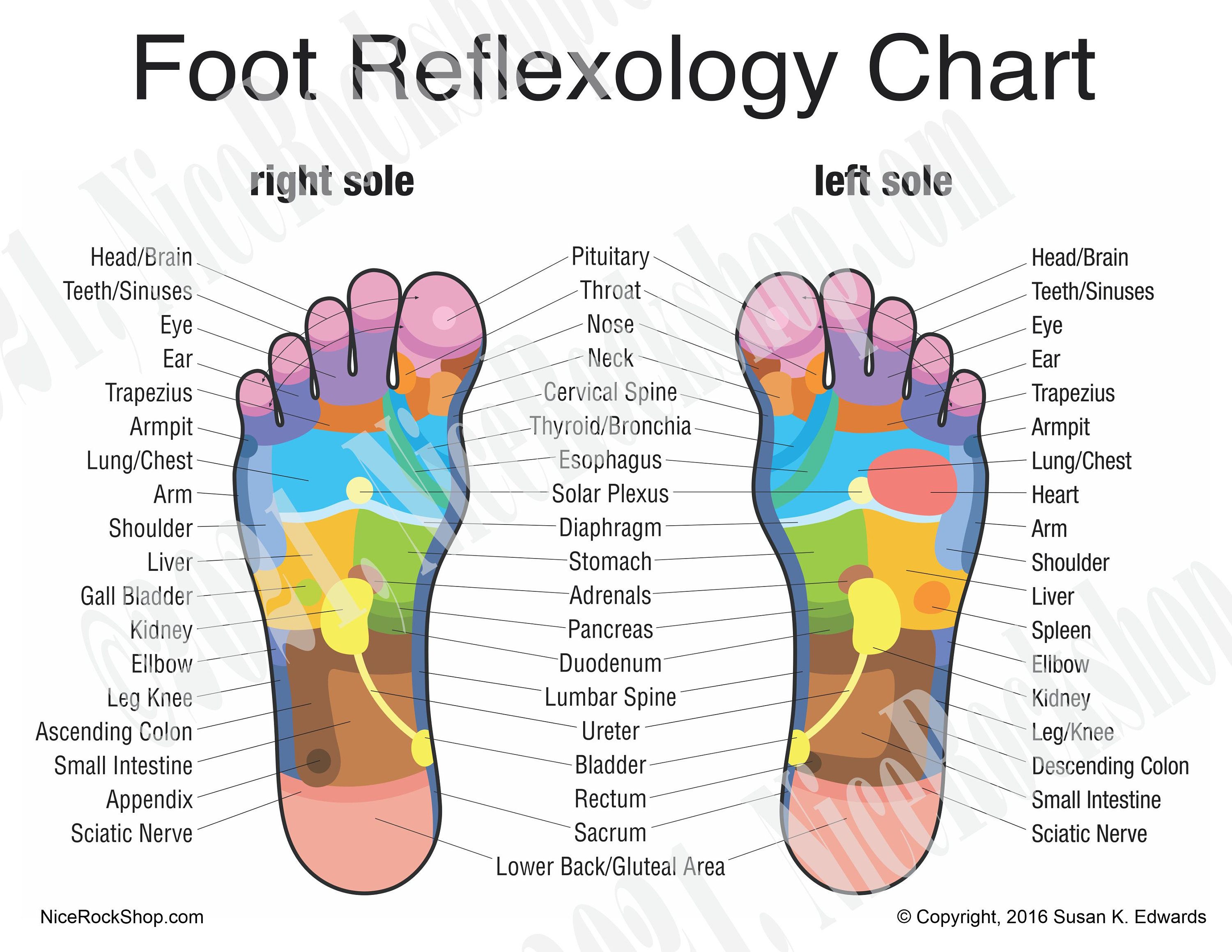 Digital 2 Page Foot Reflexology Chart Massage Therapist Office Decor