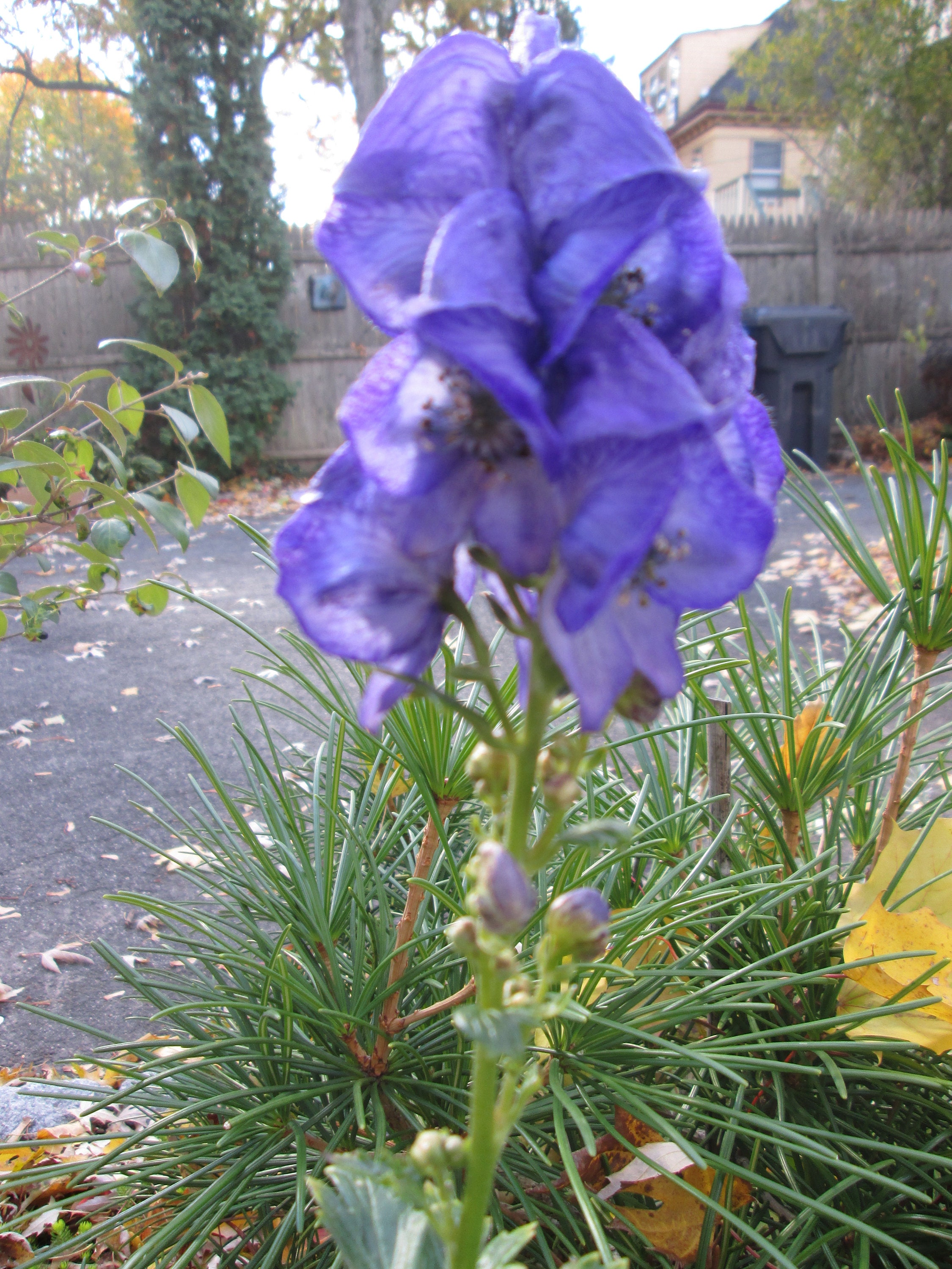 Monkshood Root