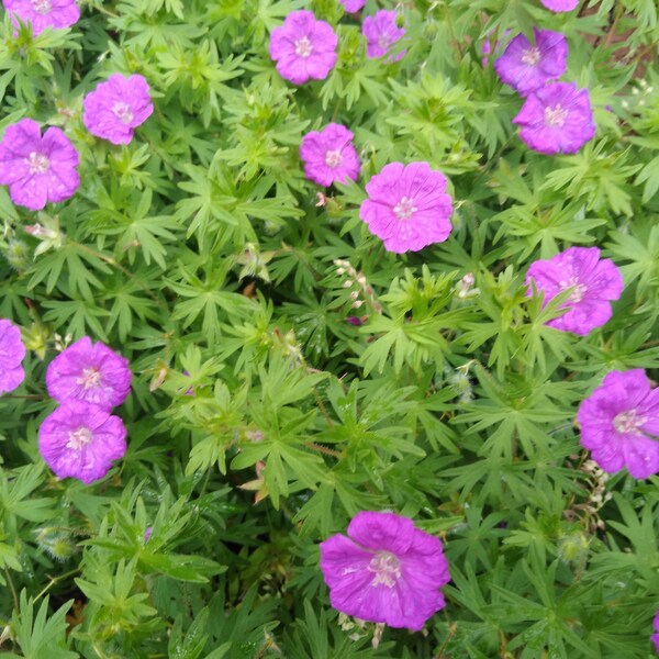 Hardy Geranium - Etsy