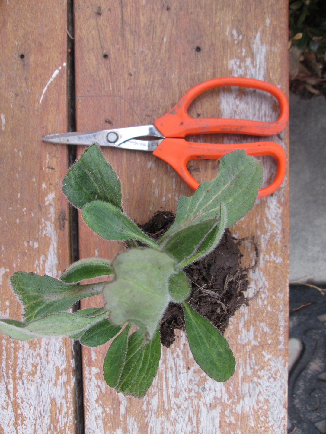 Lot of 7: Black Eye Susans Native Plants Rudbeckia Hirta - Etsy