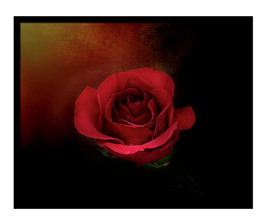 Dark Red Rose Photo Rustic Rose Fine Art Print Romantic Art - Etsy