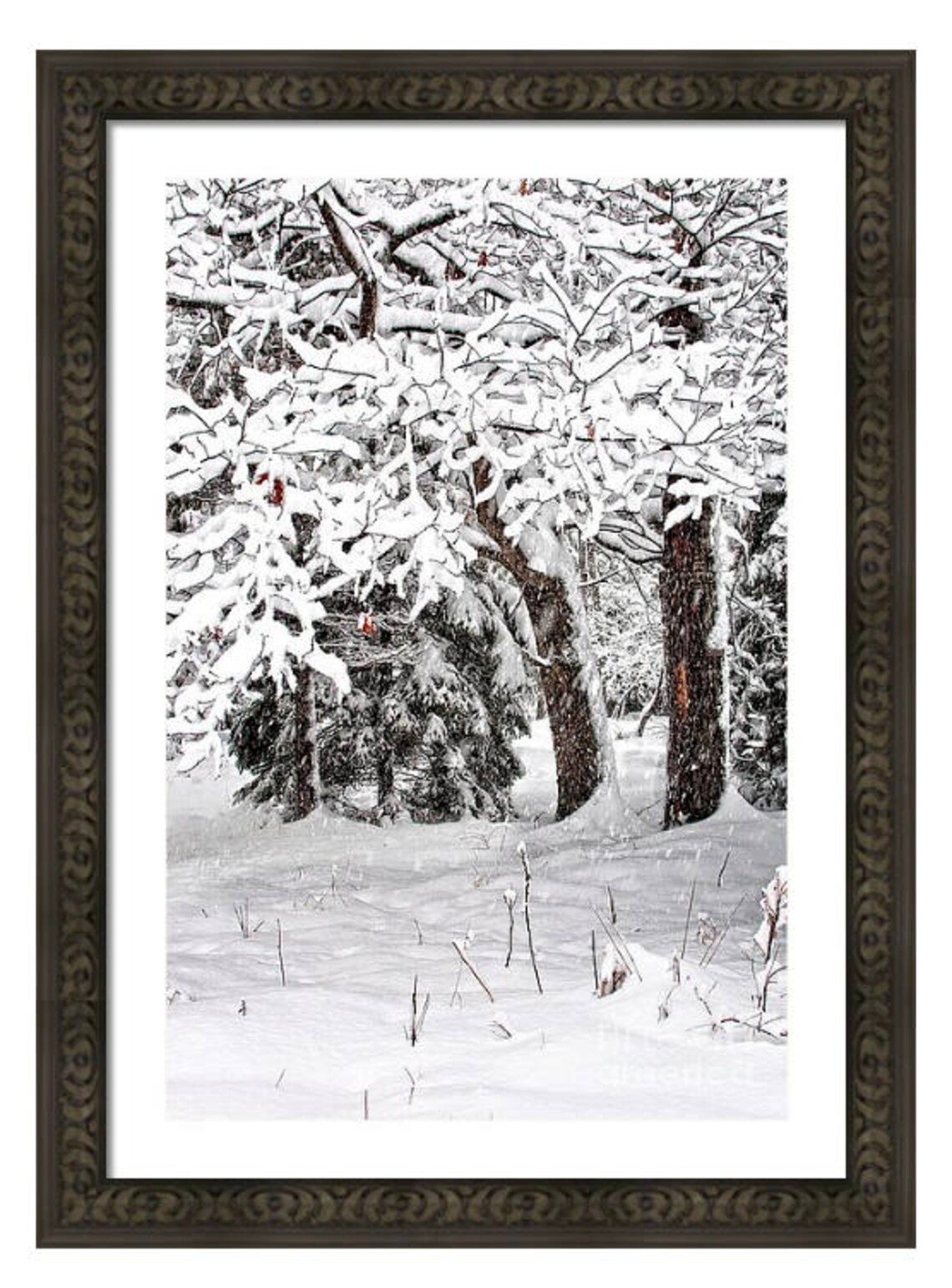 Michigan Winter Forest Photo, Snowy Hardwood Forest Print, Winter ...
