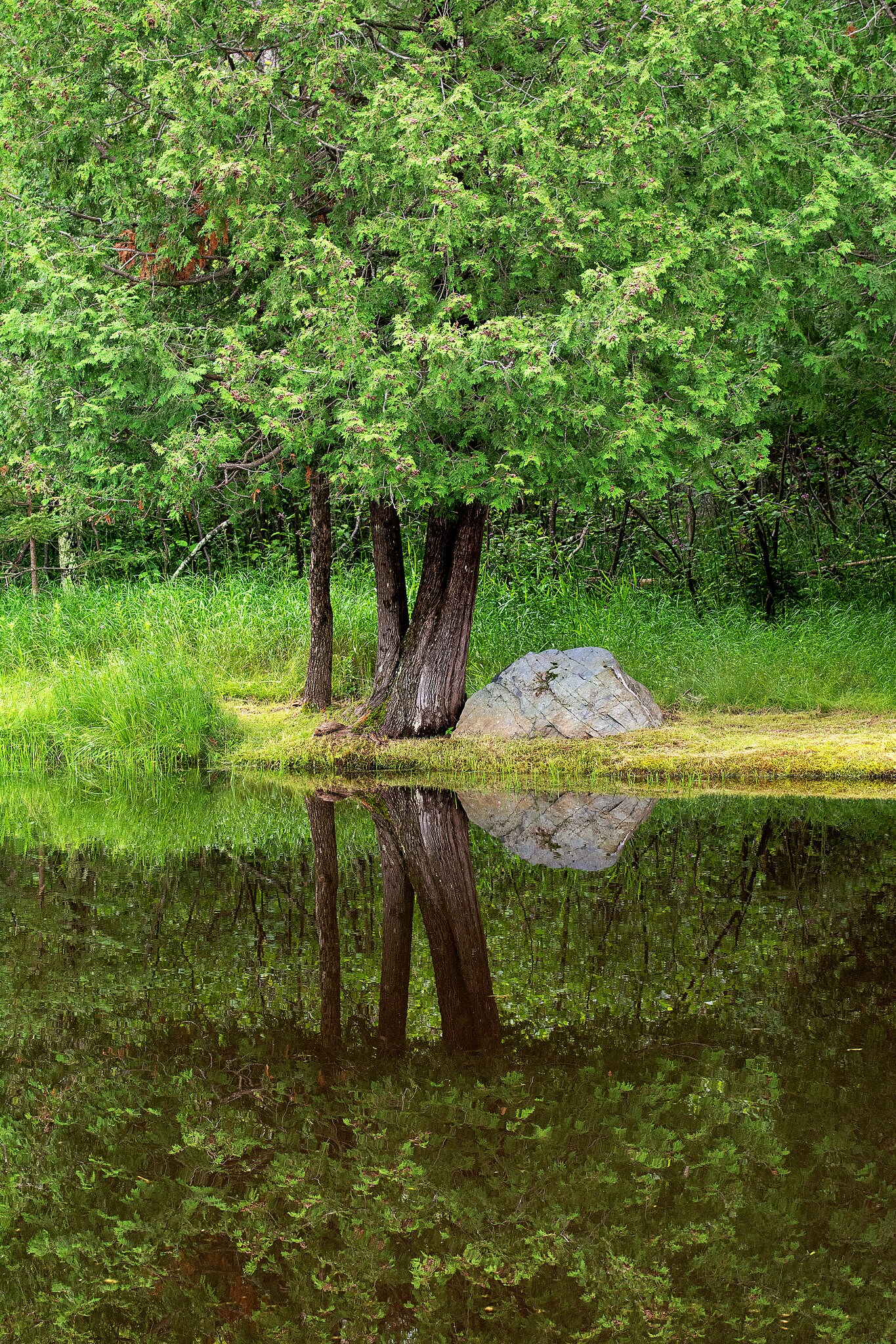 Cedar Forest Water Reflection Print, Woodland Photography, Emerald ...
