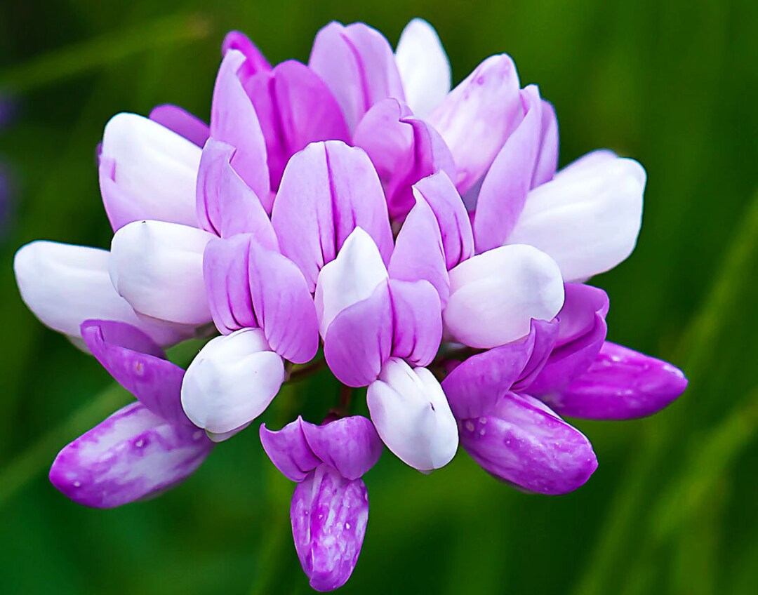 Crown Vetch Print, Wildflower Art Print, Floral Home Decor, Art for ...