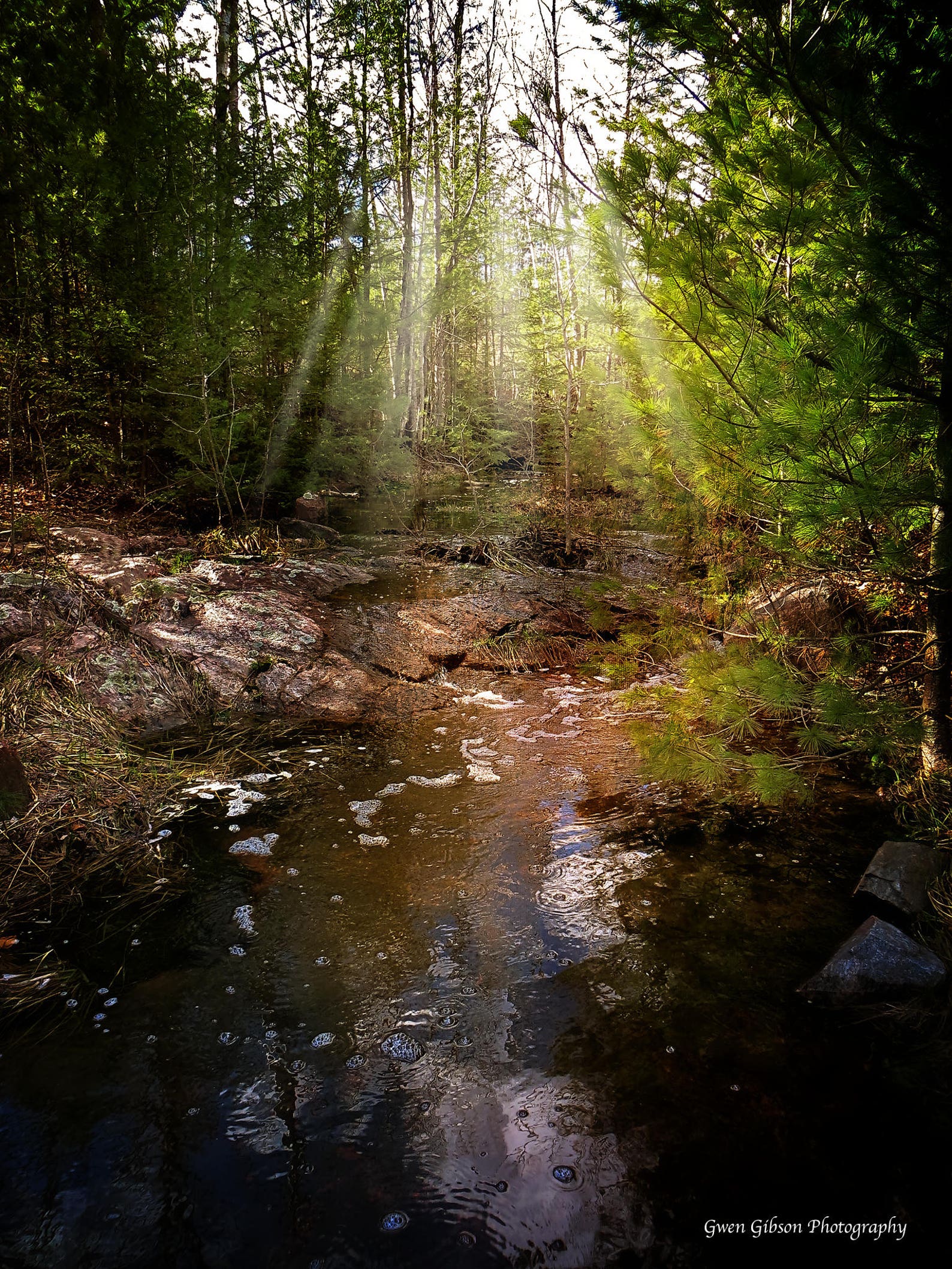 Enchanted Forest Photo, Sun Rays, Fantasy Background Landscape, Forest ...