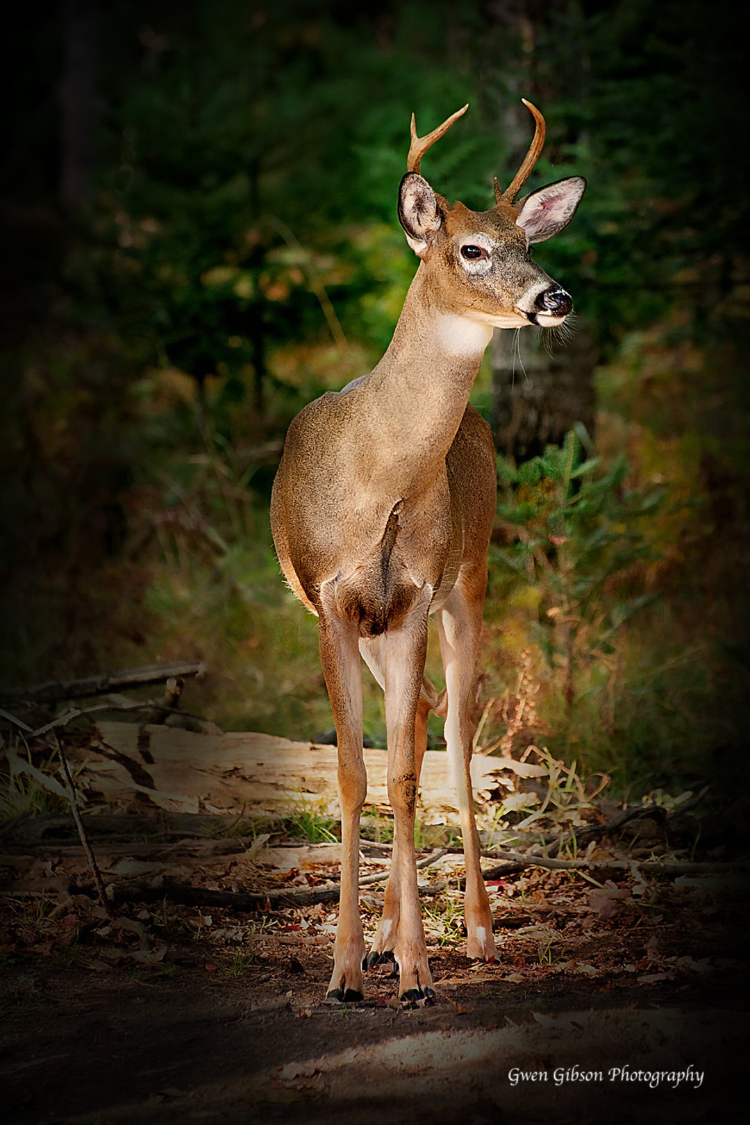 Whitetail Deer Photography