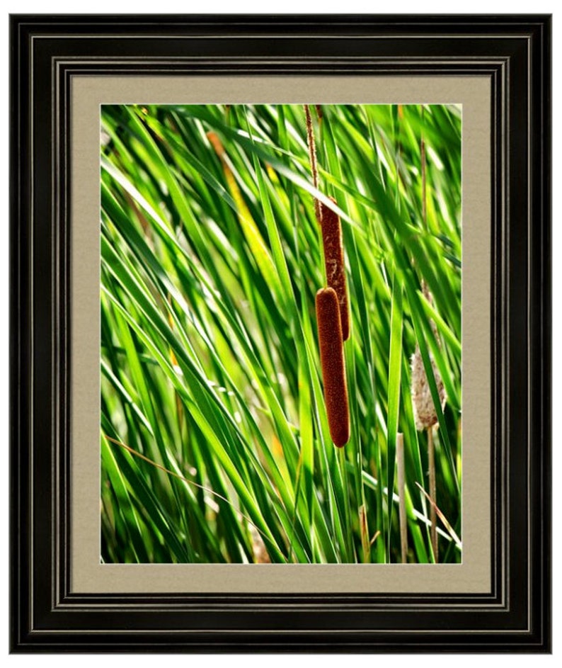 Cattail Photograph, Wetlands Photo, Cattails Wall Art, Wild Grass Image ...
