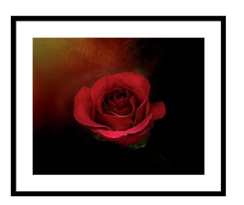 Dark Red Rose Photo, Rustic Rose Fine Art Print, Romantic Art Bedroom ...