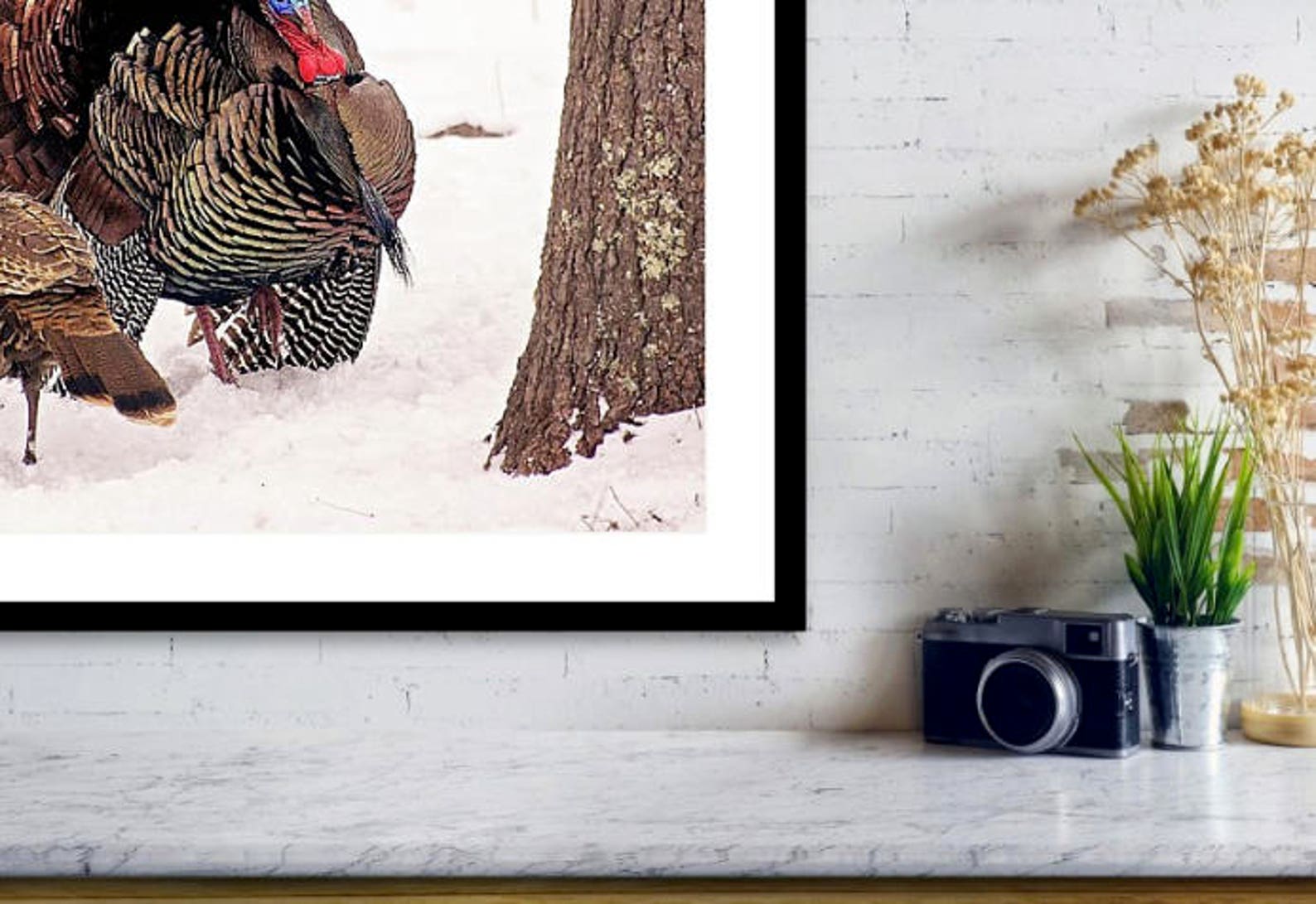 Wild Turkey Fine Art Bird Photography, Wildlife Photography, Game Bird ...