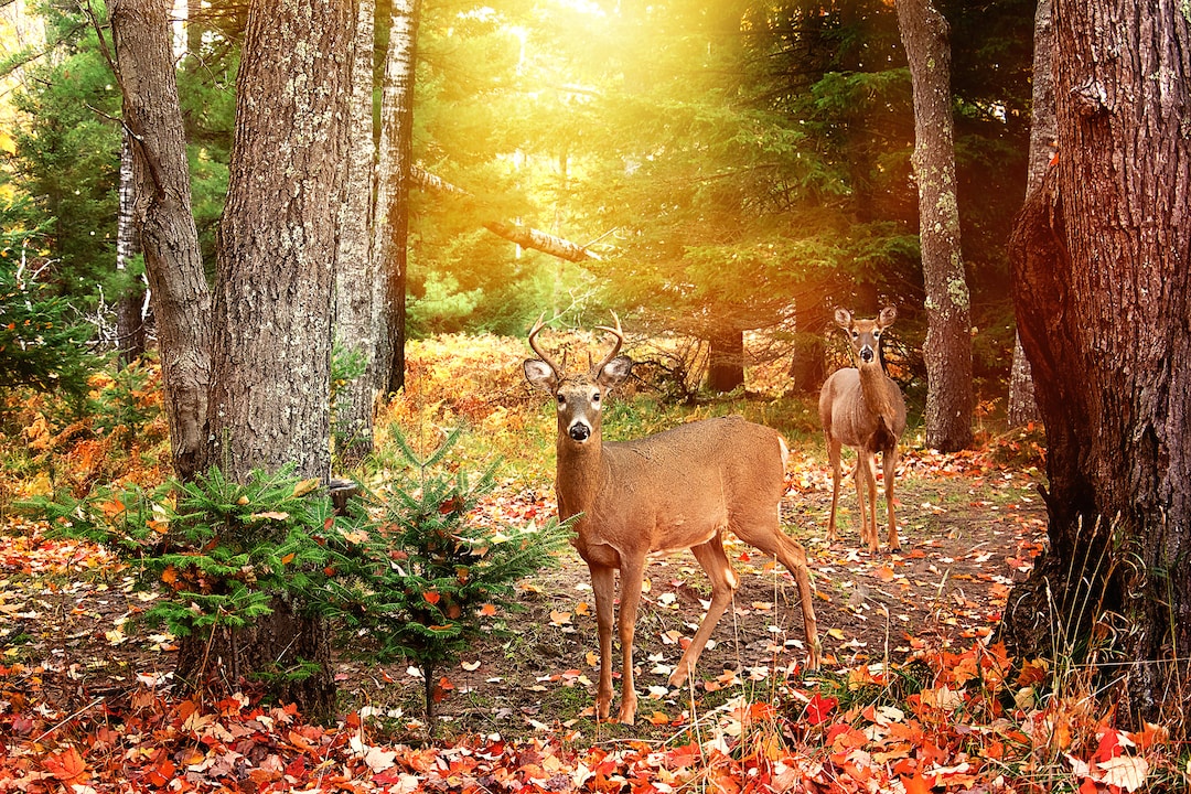 Buck at Sunset Wall Art, Whitetail Deer Autumn Wall Decor, Autumn Photo ...