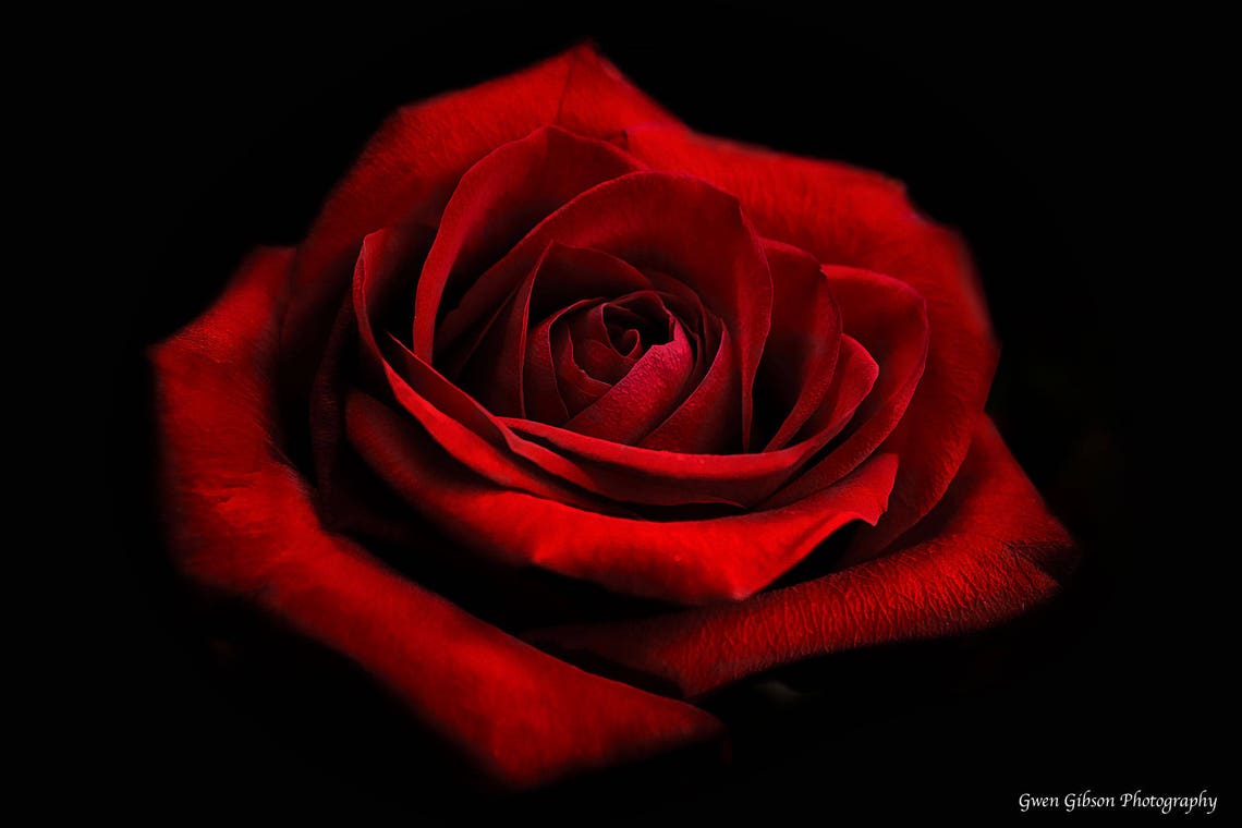 Dark Red Rose Photo Red Rose Photograph Rose Fine Art Print Deep Red ...