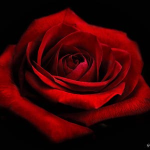 Dark Red Rose Photo, Red Rose Photograph, Rose Fine Art Print, Deep Red ...